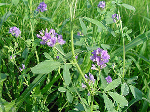 Alfalfa - Happy Bee Herbs